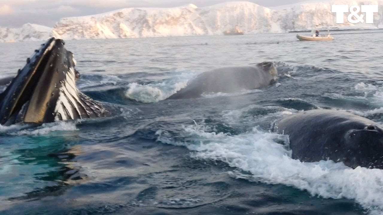 Pod Of Six Feeding Whales Dramatically Breach Next To Boat - YouTube