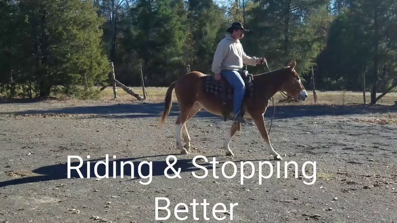 KAT - Owned by Misael - 30 Rides/Works - Wild Bunch Mule Co - YouTube