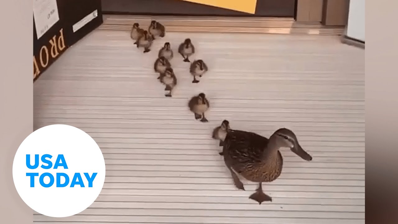 Mama duck gives birth to ducklings inside a Florida hospital | USA ...