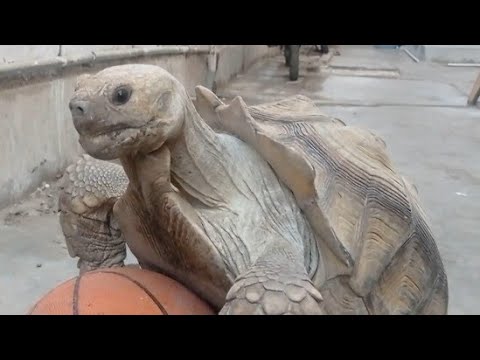 Tortoise playing with the 🏀 Ball - YouTube