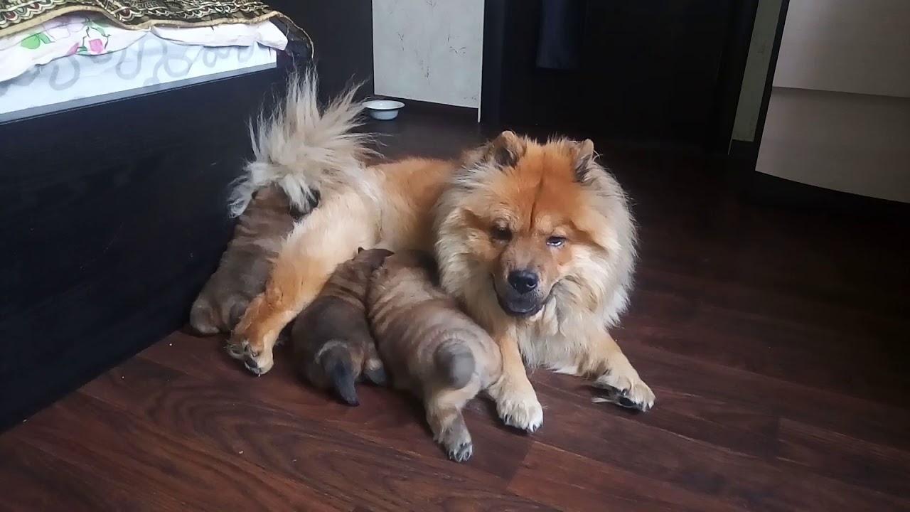 Chow chow puppies drink milk - YouTube