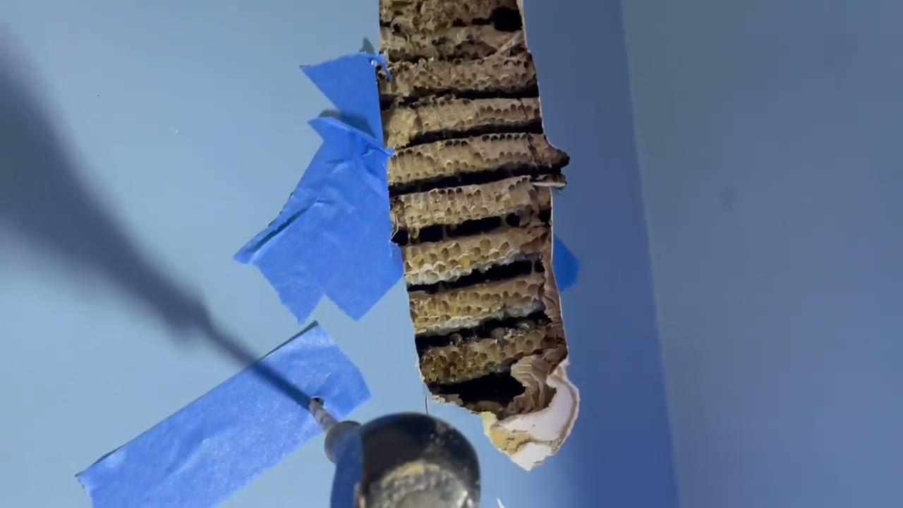 Found a Huge Yellow Jackets Nest in the Walls - YouTube