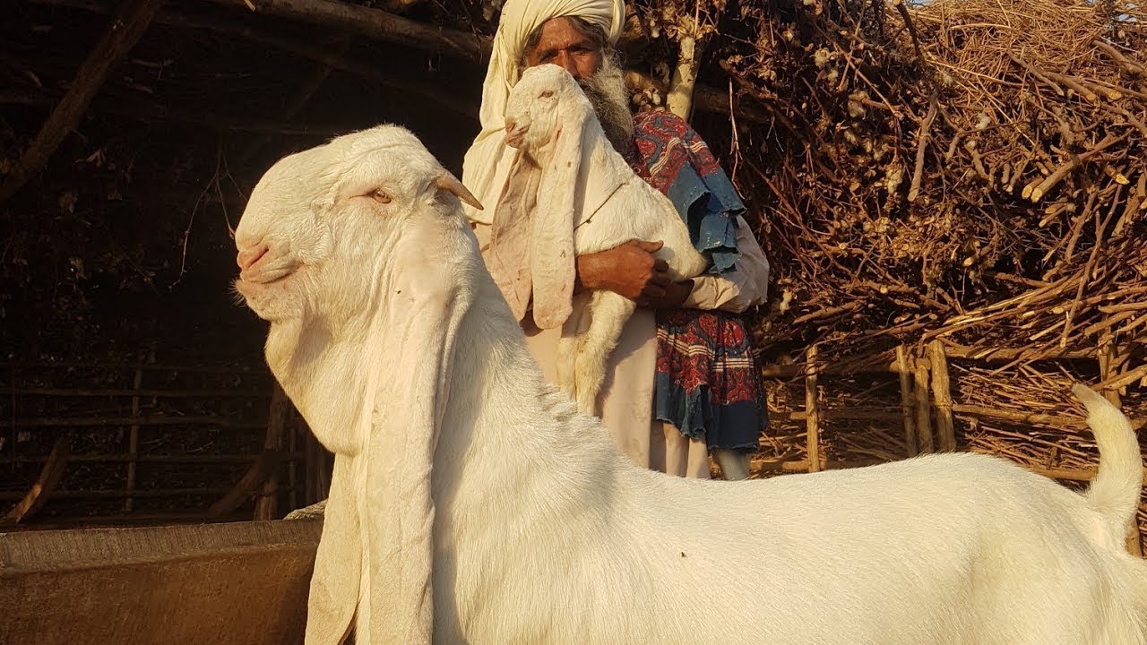 pure gulabi bakra | Rajan puri bakra | goat | Zoo Network - YouTube