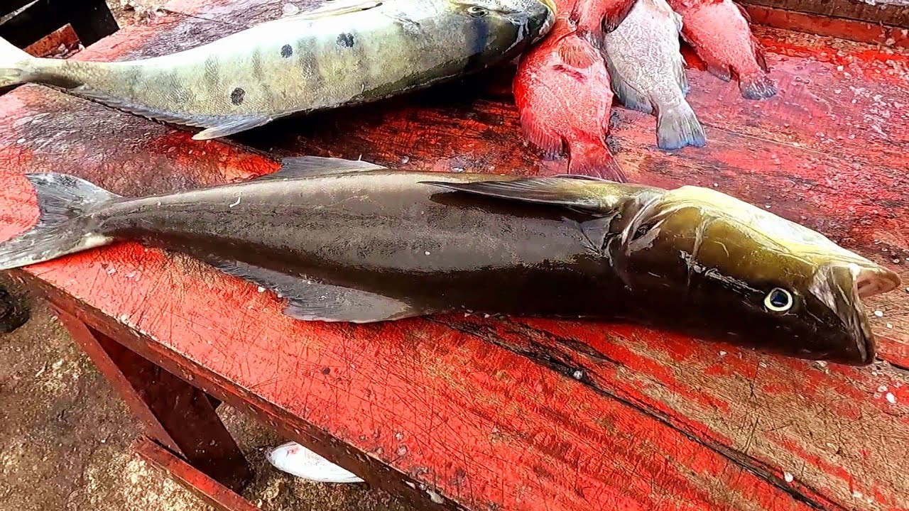 COBIA FISH | FISH CUTTING SKILL IN SRI LANKA | මූදිල්ලා - YouTube