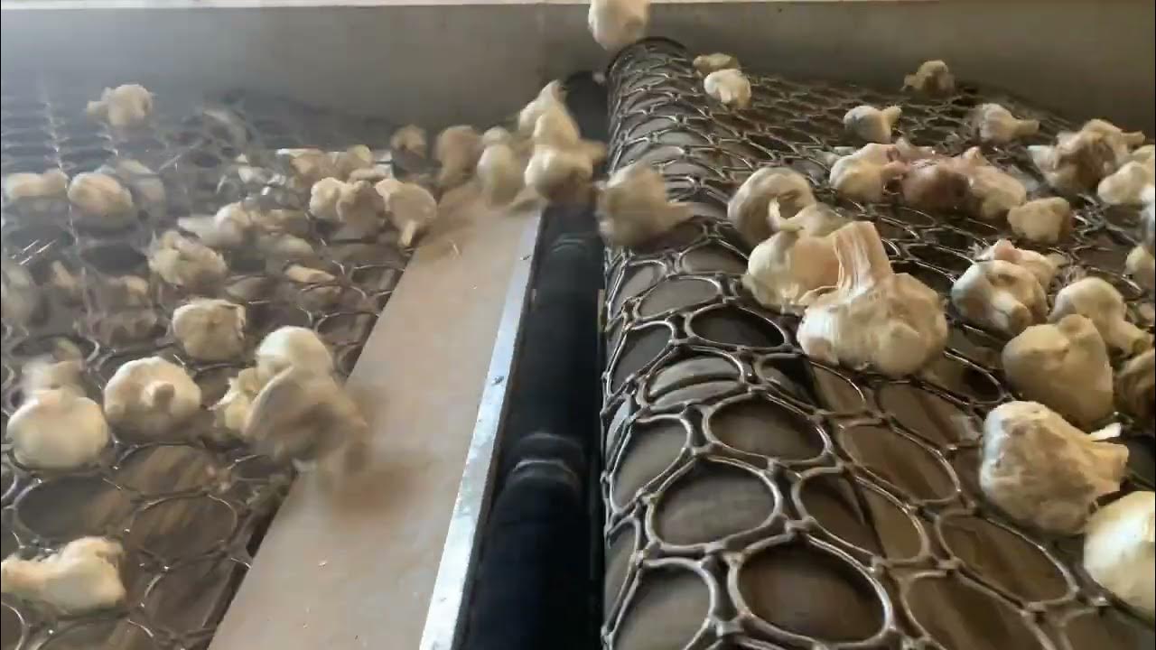 Precision Sorting Unleashed: Discover the Innovative #breakingnews CLASIF Onion and Garlic ...