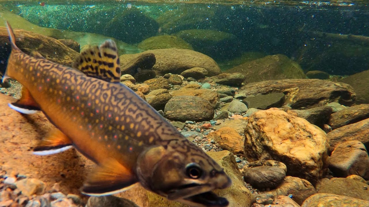 A Beautiful Wild Trout Stream in September - YouTube