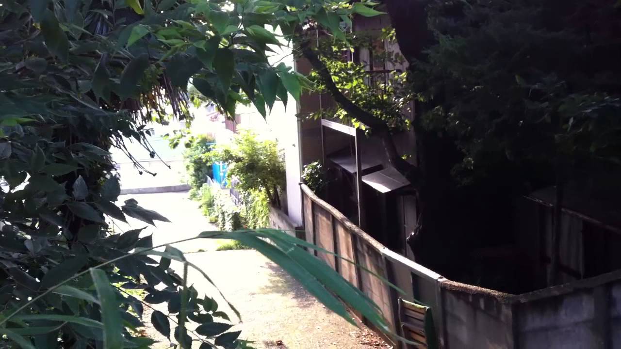 summer cicada in Tokyo, Japan - YouTube
