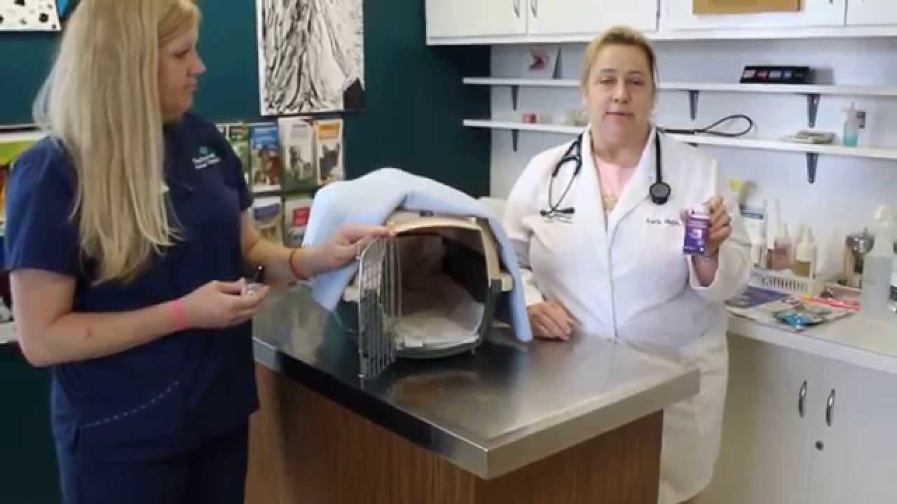 Northwood Animal Hospital-High Point, NC - YouTube