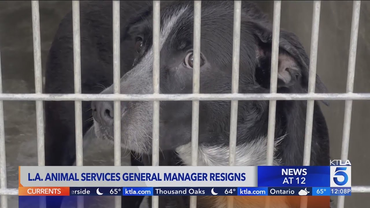 Head of L.A. Animal Services steps down amid understaffing, high ...