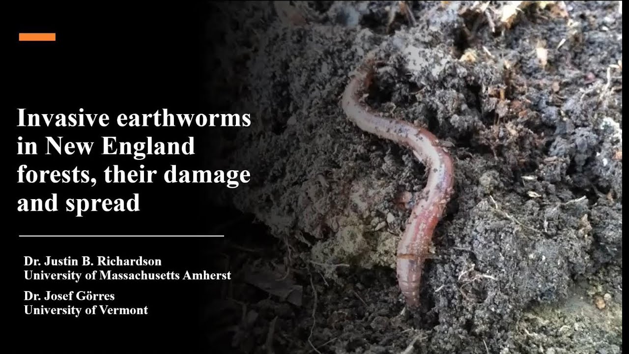 Invasive Earthworms with Dr. Justin Richardson - YouTube