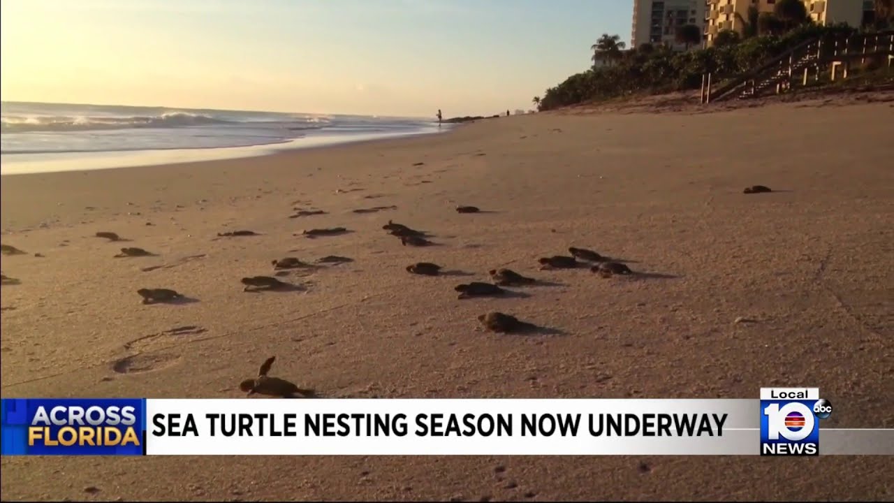 Sea Turtle nesting season is underway in Florida - YouTube