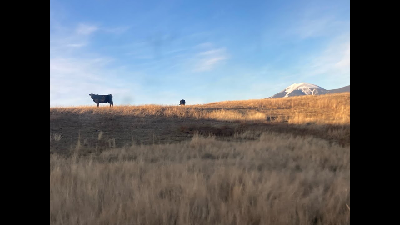 New Wolf Management | Montana PBS Reports: IMPACT - YouTube