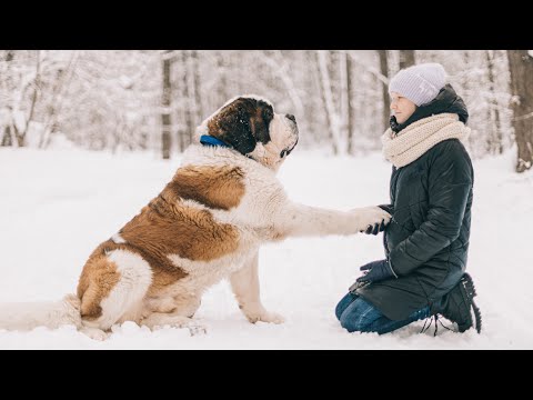 Катя и сенбернар Вермут 😍 | Видео к 5-ти летию
