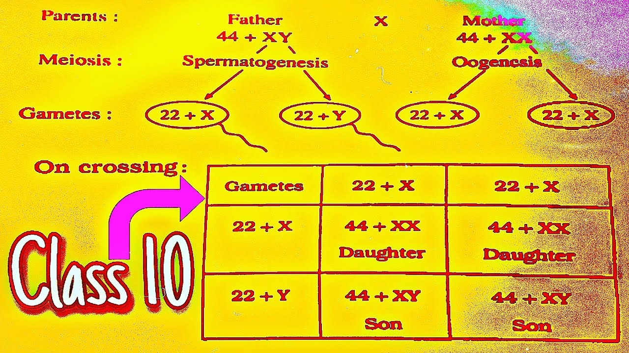 Sex Determination Class 10 In Nepali Science And Technology Youtube 0267
