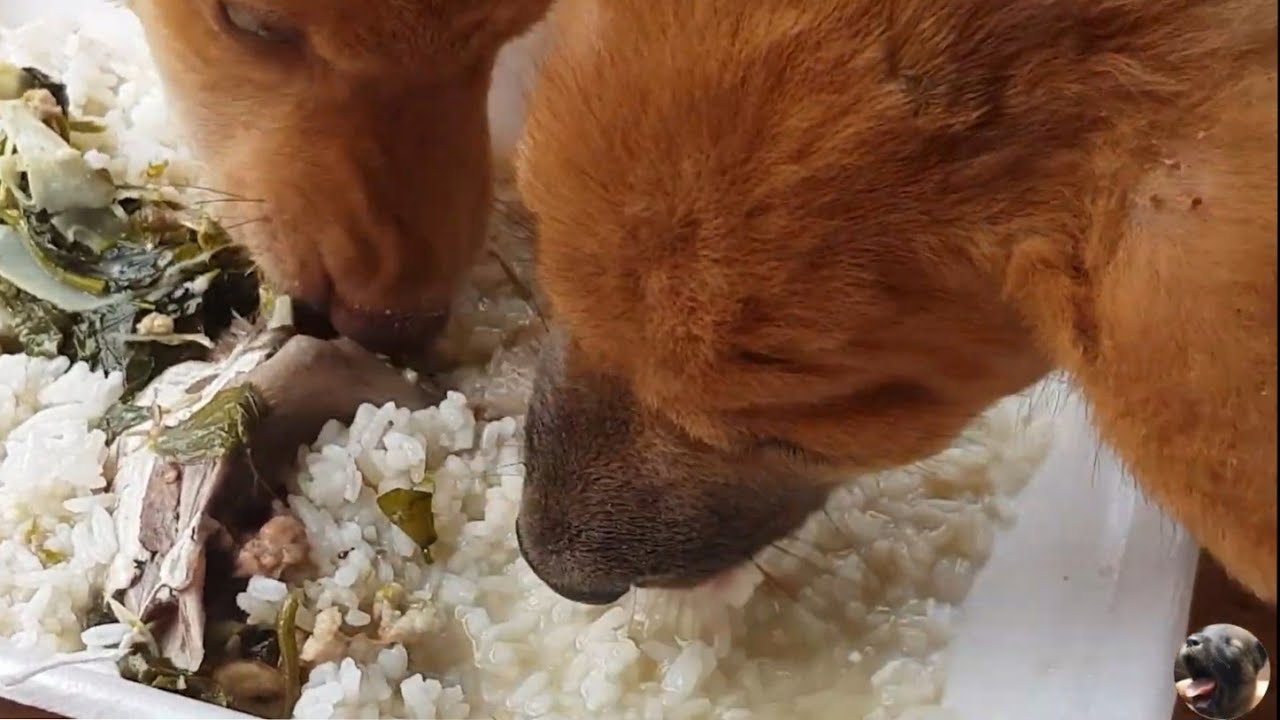puppies fighting an Puppies compete for food - YouTube