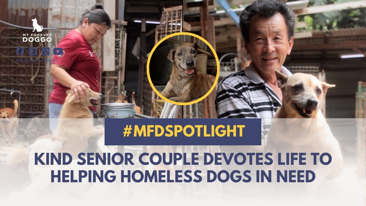 KIND SENIOR COUPLE DEVOTES LIFE TO HELPING HOMELESS DOGS IN NEED - YouTube