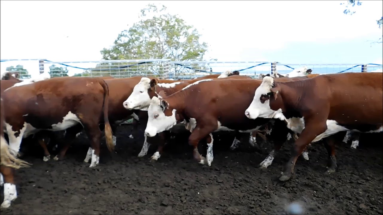 "Bando Station" - YouTube