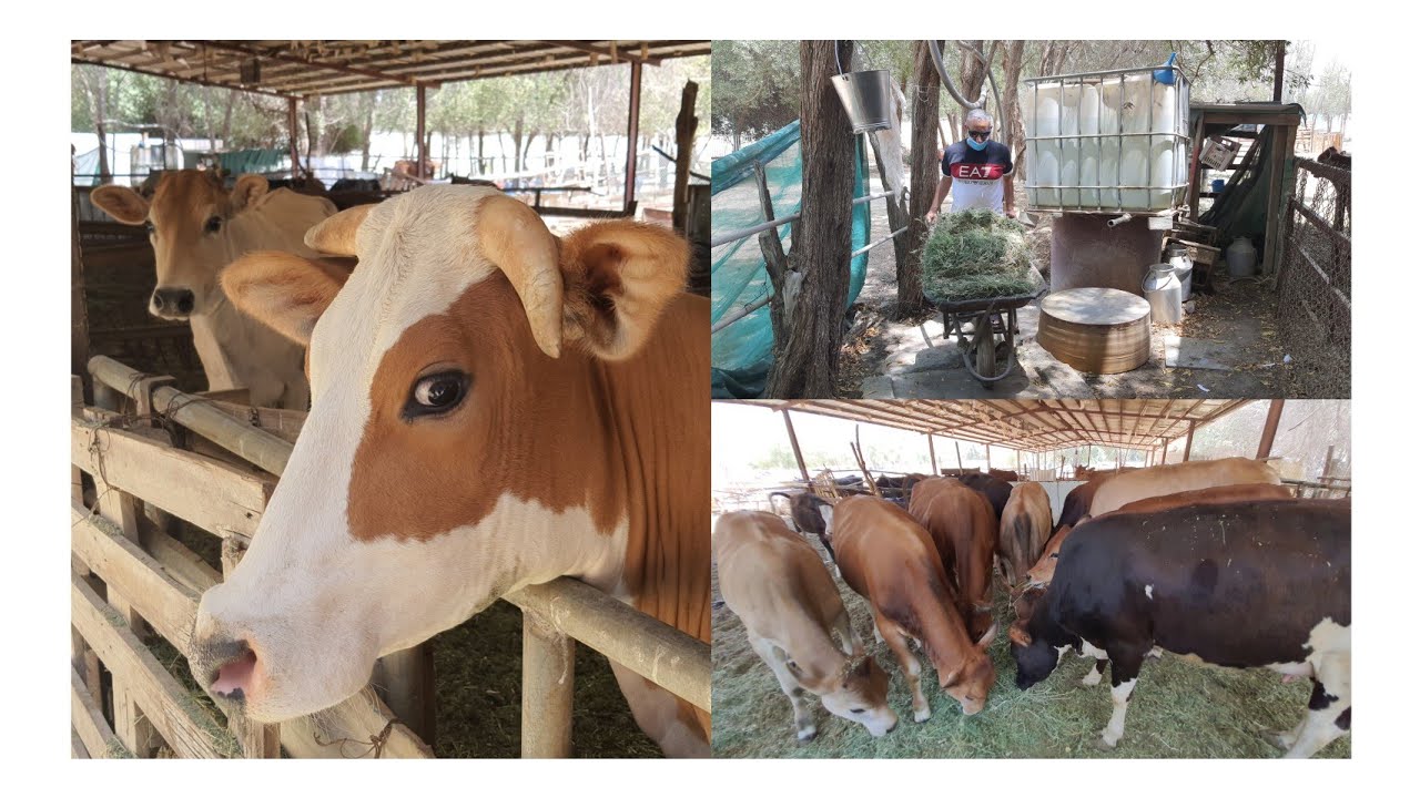 مزارع الأبقار في السعودية | Cattle farms in Saudi Arabia - YouTube