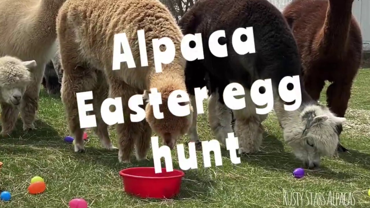 Alpaca Easter egg hunt - YouTube