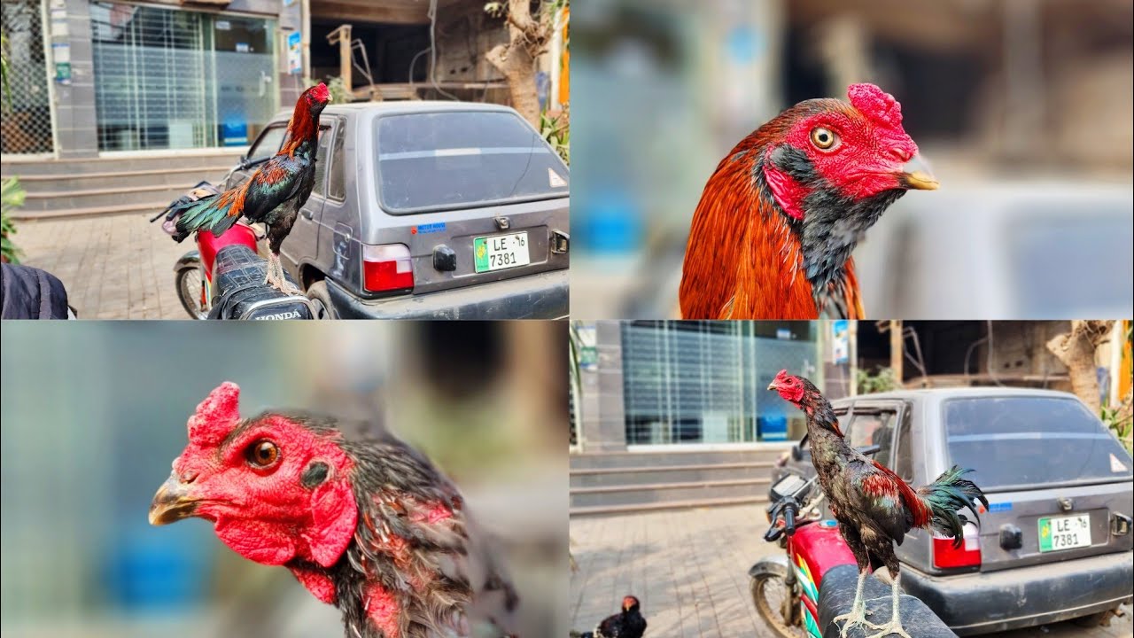 Thai Murga | King Shamo Aseel | Thai Cross Murga in Lahore Lari Adda ...