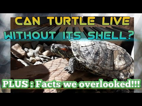 CAN TURTLES LIVE WITHOUT THEIR SHELL? Facts About Turtle's Shell - YouTube