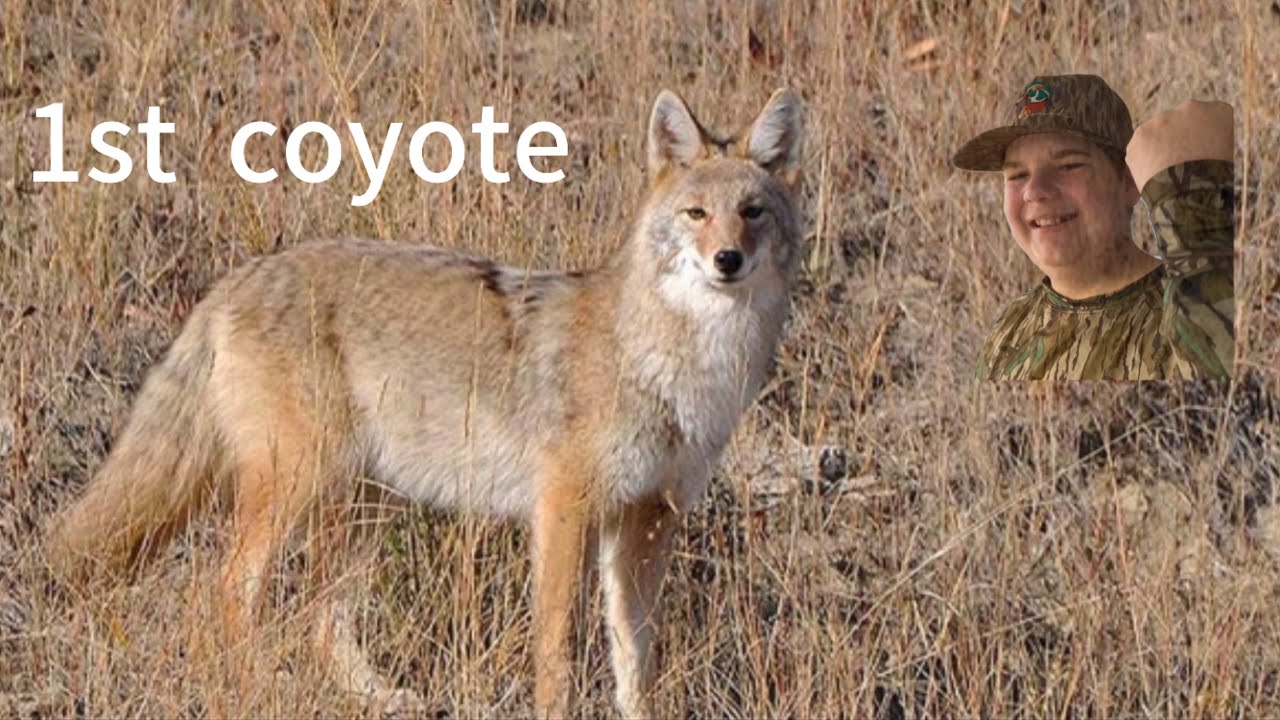 I trapped my first coyote - YouTube