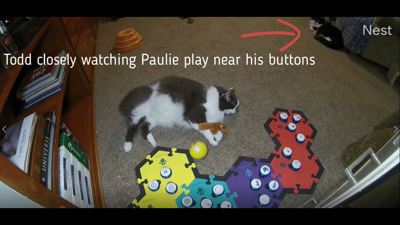 Todd Talks Dont Leave Your Toys On My Buttons Hahaha Youtube