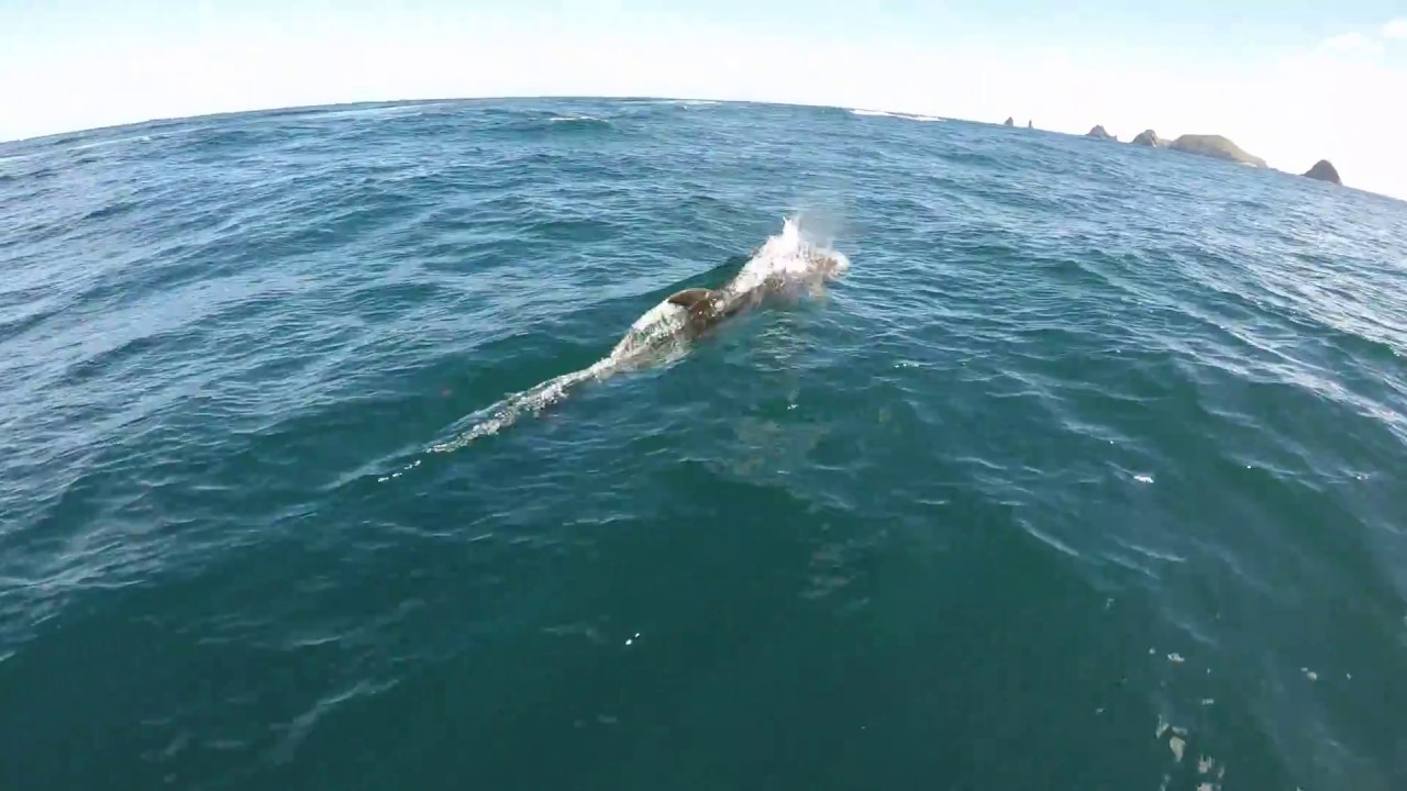 Dolphins & Fur Seals off Bruny Island - YouTube
