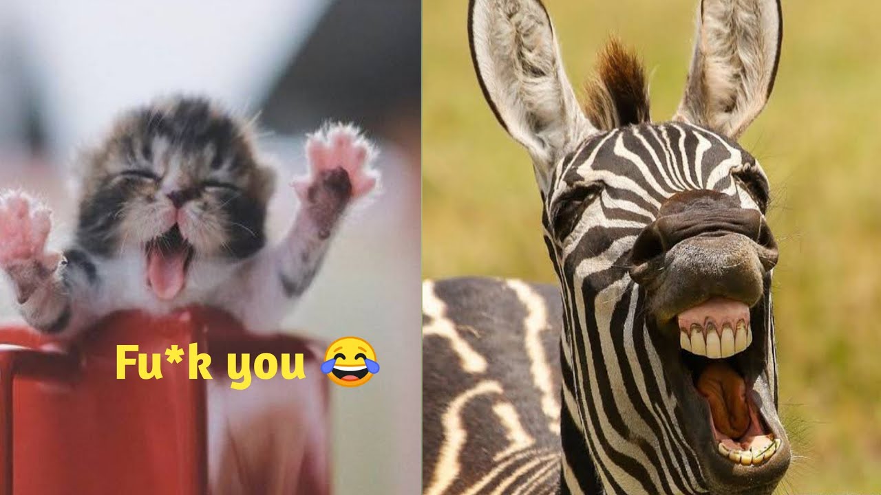 Omg Funny animals compilation don't try to laugh 😂।। craziest Fun 😂 ...