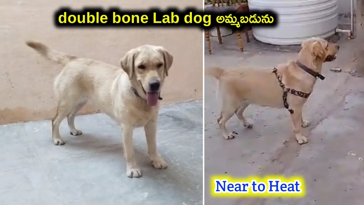 double bone Labrador dog for sale in telugu/9493378912 /aj pets - YouTube