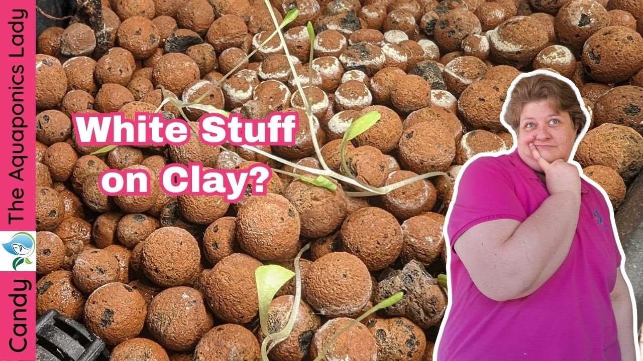 What is the white stuff on the Expanded Clay Pebbles in my Aquaponics ...