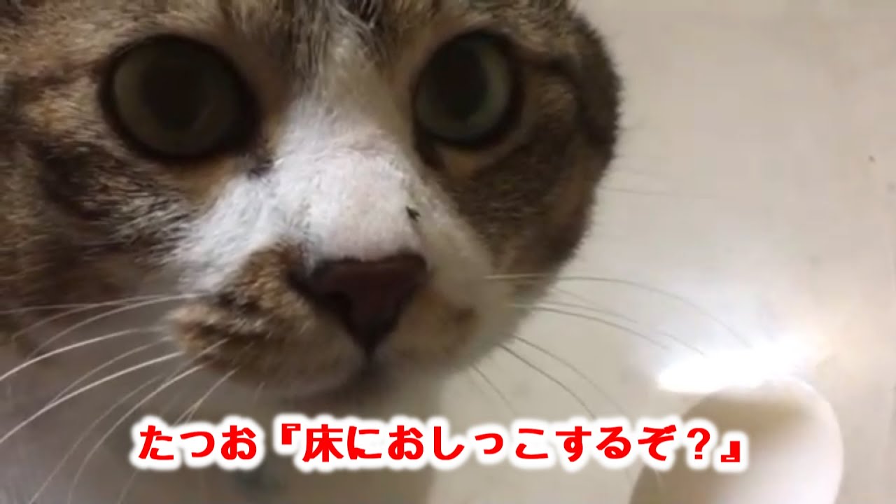 猫にも湖池屋の『プライドポテト 神のり塩』は神ってた！ Koikeya's `` Pride Potato Kami Nori Salt ...