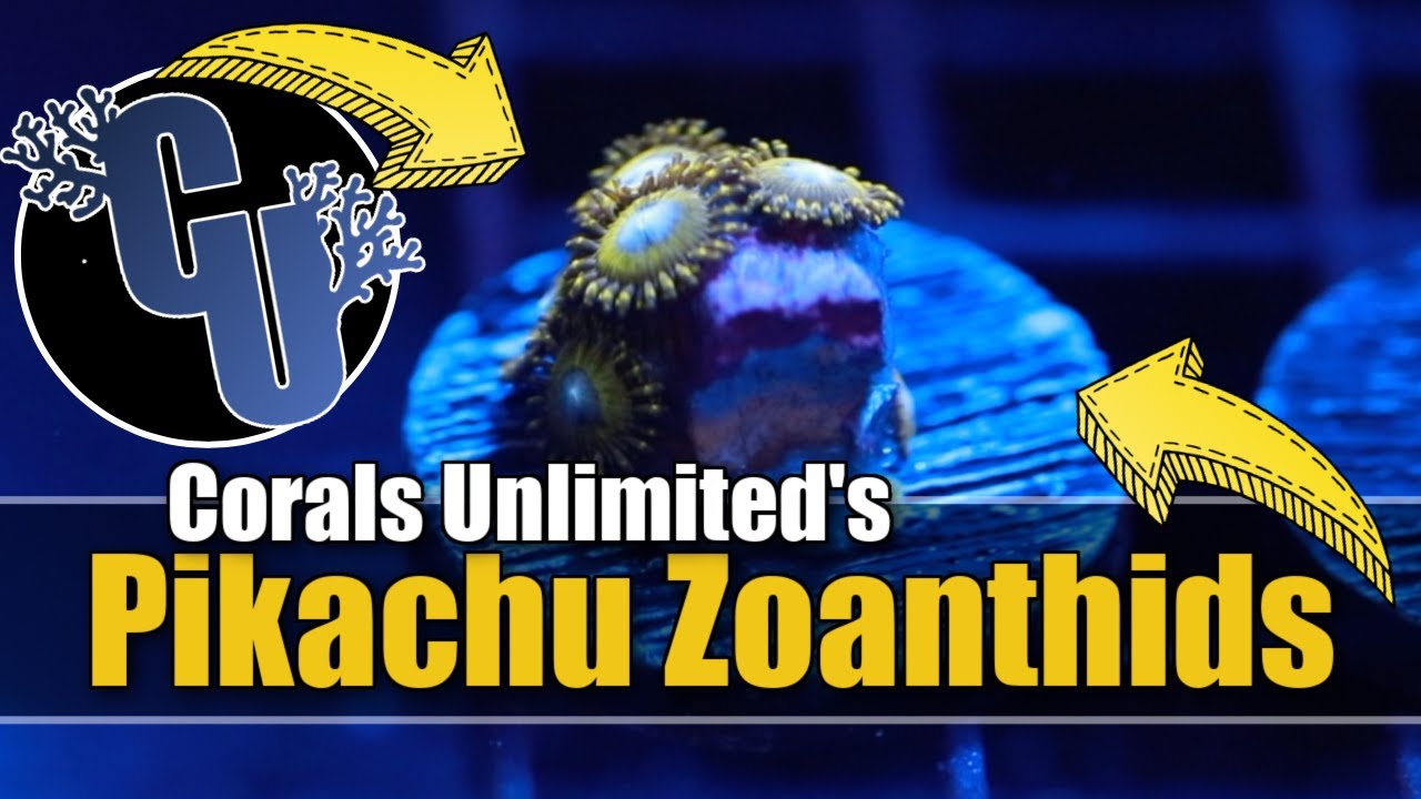 Pikachu Zoanthids | Coral Unlimited - YouTube