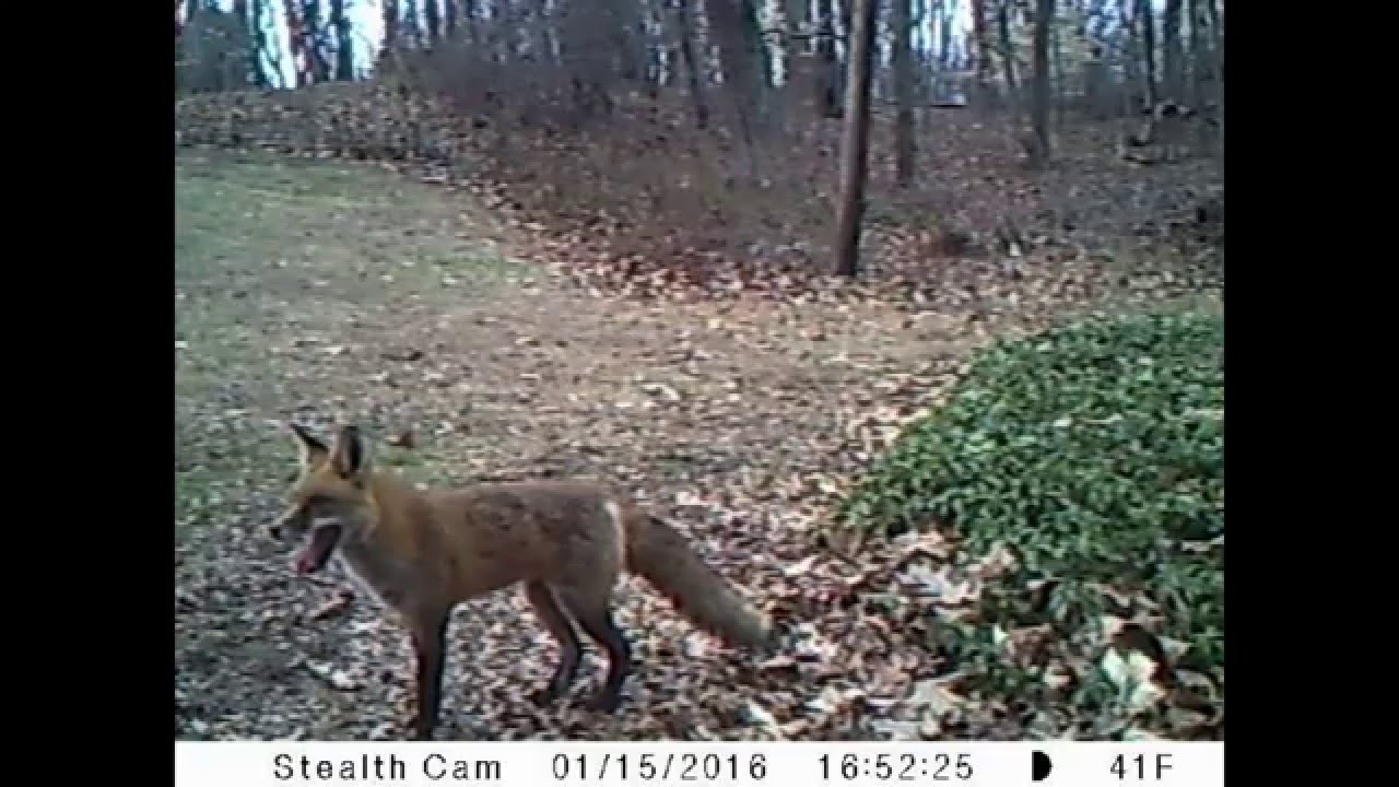 Red Fox - YouTube