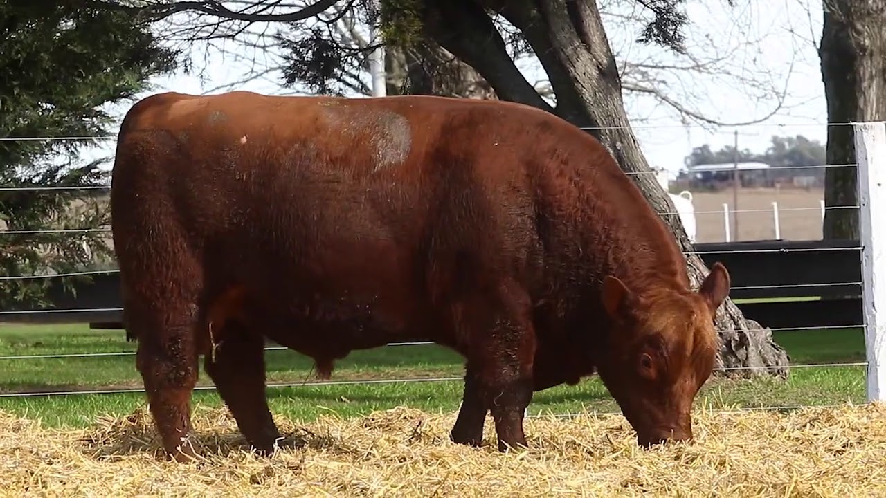 Corral 39 Toro 045 - YouTube
