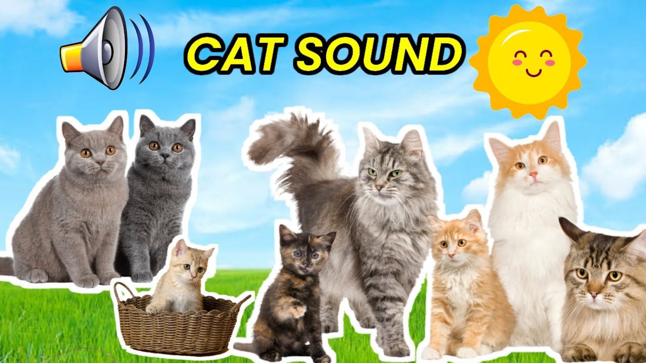 Sounds that attract cats 🐱🔊 || Meow to make cats come to you - YouTube