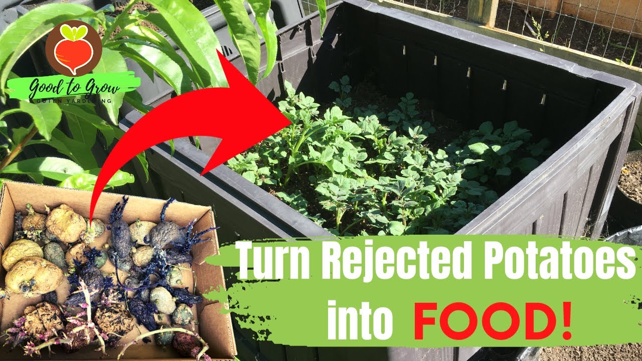Is That POTATO Growing In Your COMPOST?! | 2nd Year Modified Ruth Stout ...