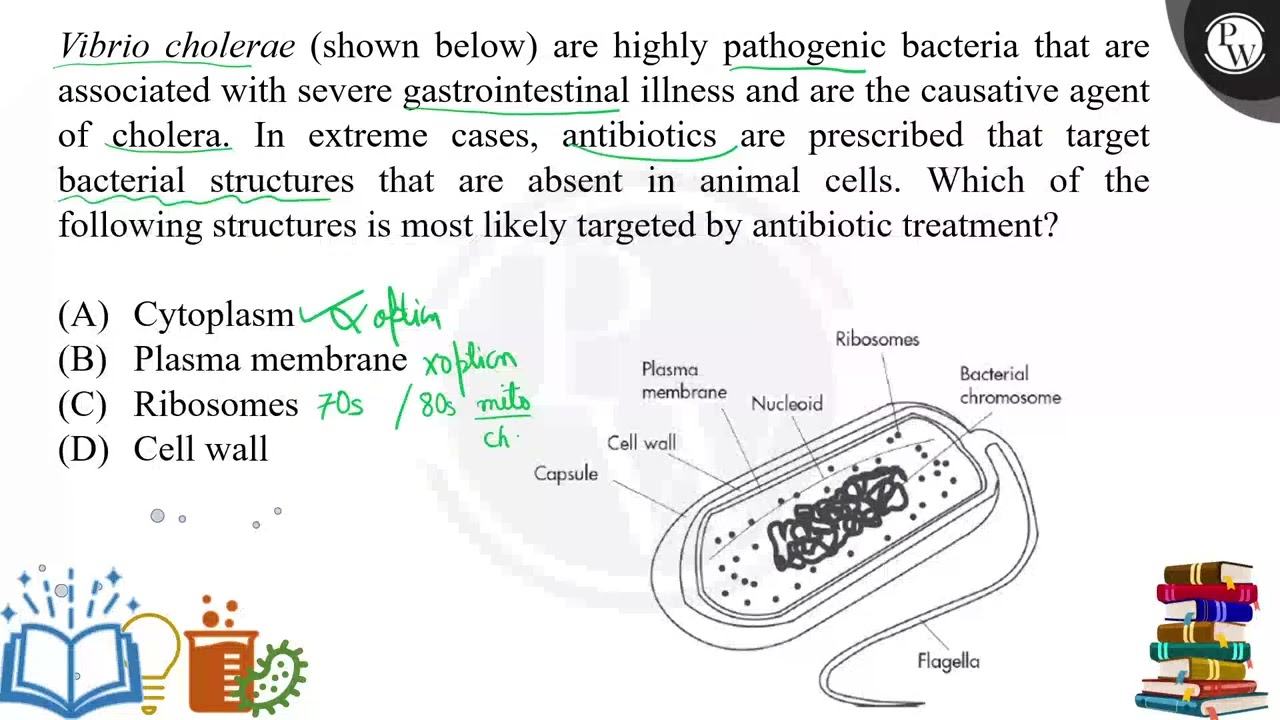 Vibrio Cholerae Cell Structure Vibrio Cholerae Genome Databases