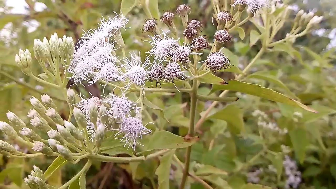 Bunga desa ( Bunga yang ada di desa ) - YouTube