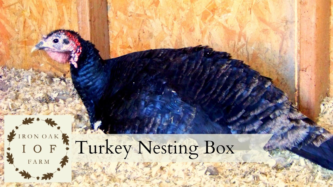 Turkey Nesting Box - YouTube