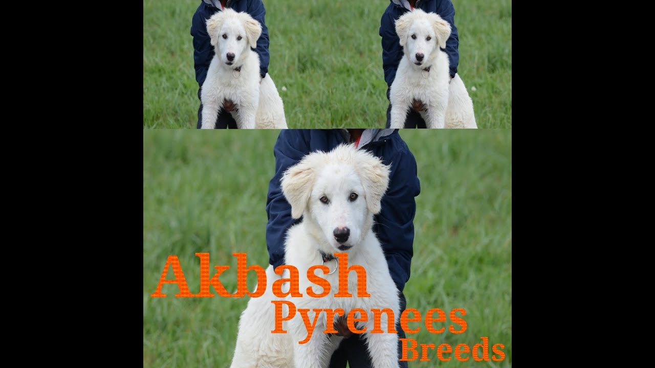 Akbash Pyrenees | akbash pyrenees mix | akbash pyrenees dog | Great ...