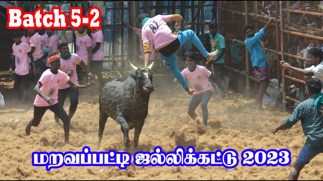 மறவப்பட்டி ஜல்லிக்கட்டு2023 batch 5-2 | MARAVAPPATTY JALLIKATTU ...