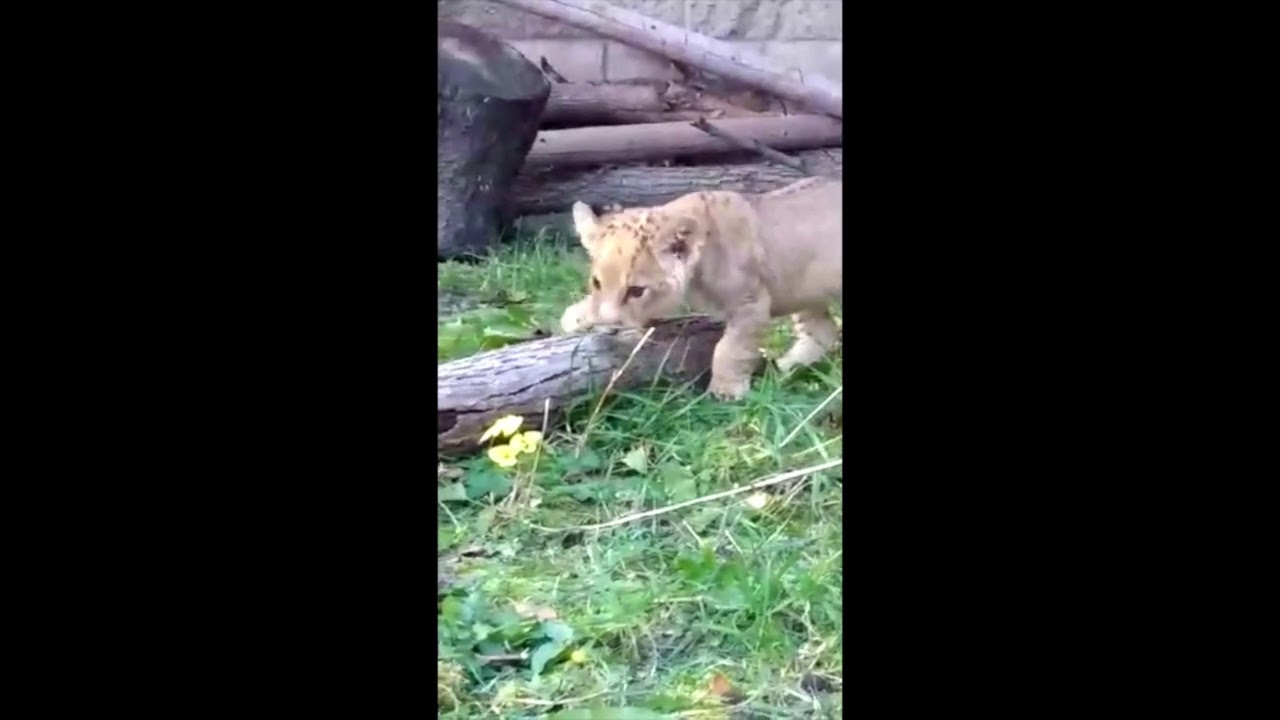 First lion cub born at the Detroit Zoo in 40 years - YouTube