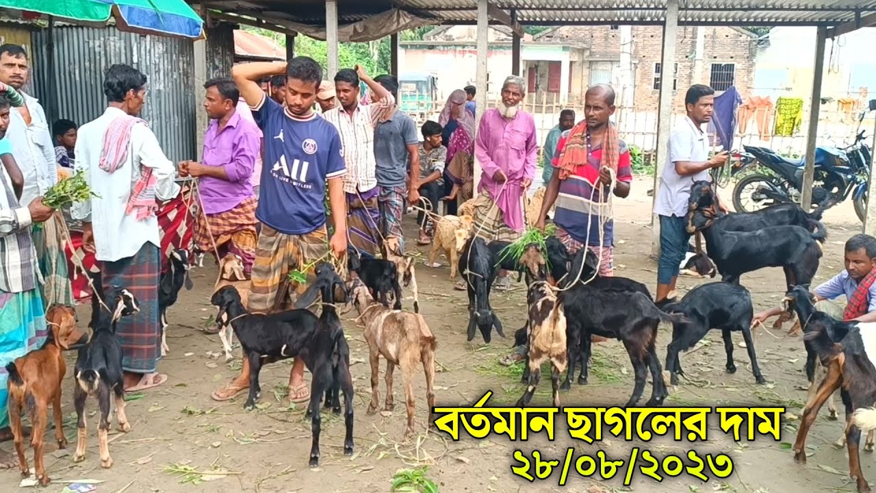 বর্তমান ছাগলের দাম ২৮/০৮/২০২৩ || Sirajganj Talgachi Sagoler hat 2023 ...