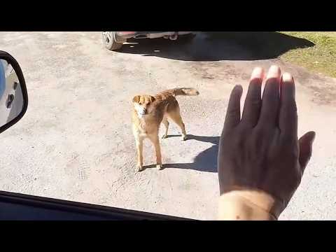 Bu sokak köpeğini kurtarmak için dünyanın öbür ucuna geri uçtu.