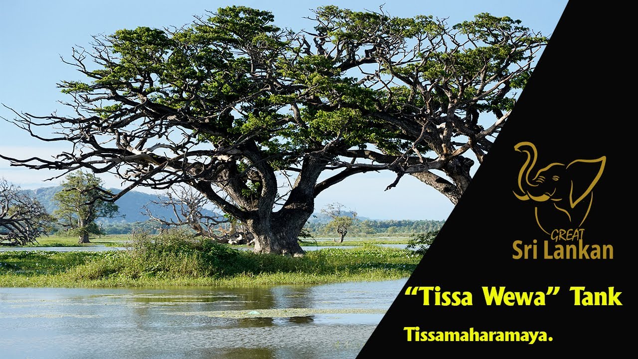 "Tissa wewa" Tank ,Great Sri lankan - YouTube