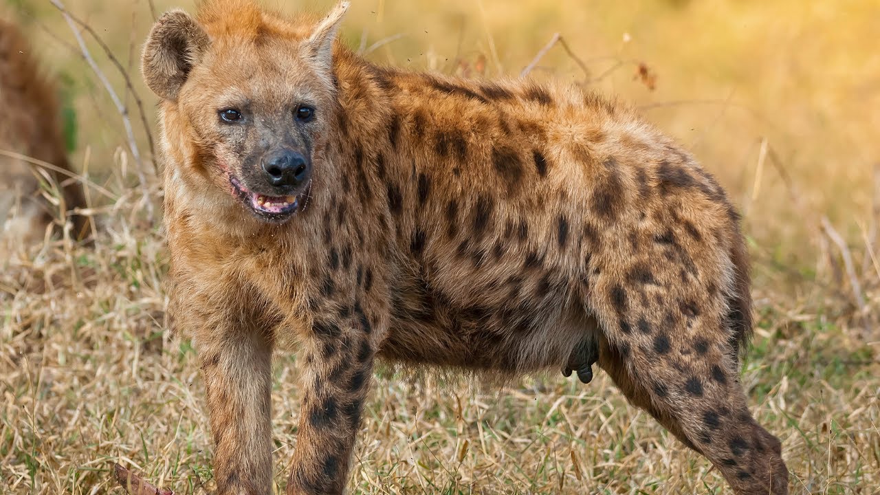 This Will Change Your Perspective About spotted hyenas | Hyena Facts ...