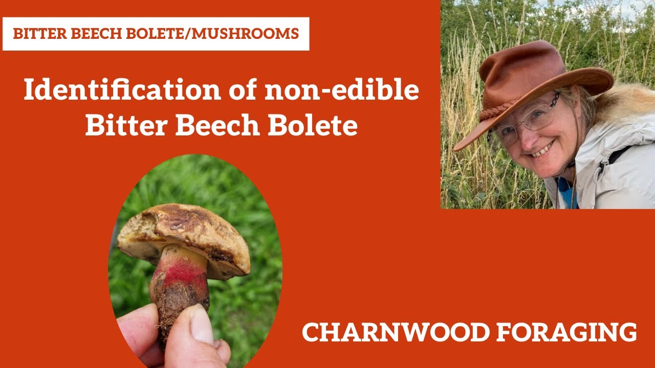 The Bitter Beech Bolete: A Stunning Woodland Find! (Caloboletus calopus ...