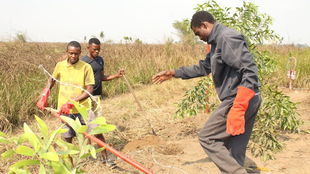 Farming In Congo Kinshasa 🇨🇩 Pig Farming Coming Soon|| Farmers ...