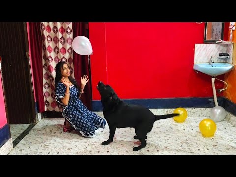 Labrador puppy playing with ballon | My labrador loves to play with ...